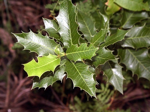 Congorosa a planta com o poder digestivo natural