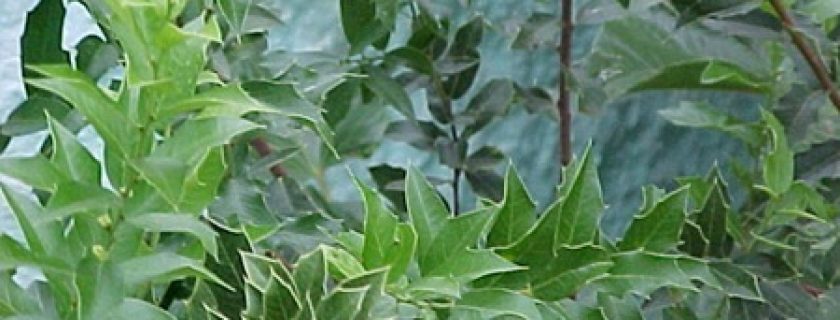 Congorosa a planta com o poder digestivo natural