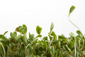 5 benefícios da alfafa para sua beleza e saúde