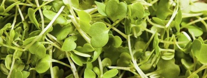 5 benefícios da alfafa para sua beleza e saúde